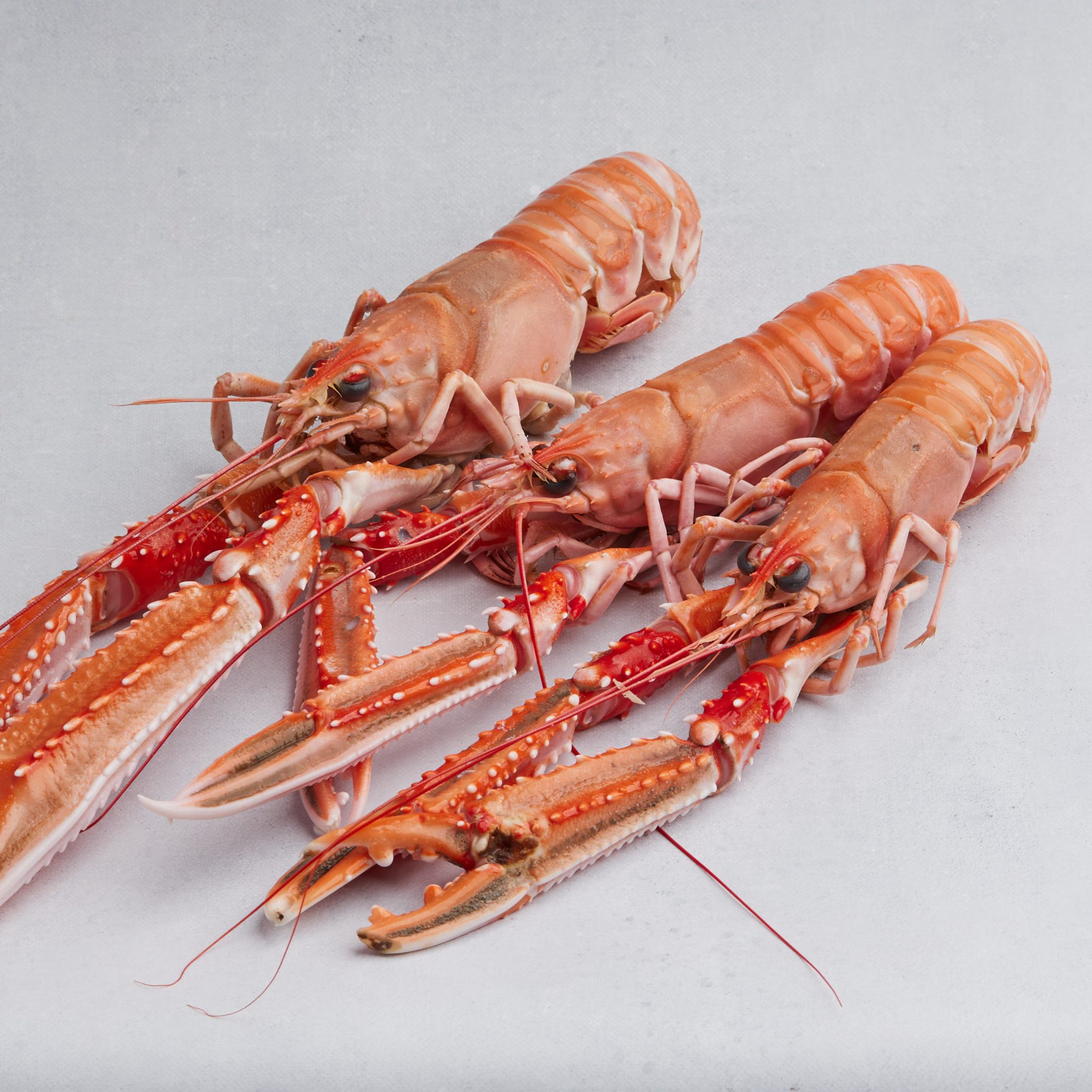 Sjøkreps - Blanchert, fryst - Annis